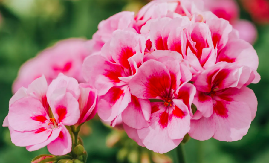 Piante e fiori: i migliori alleati contro le zanzare - Show Garden Arezzo